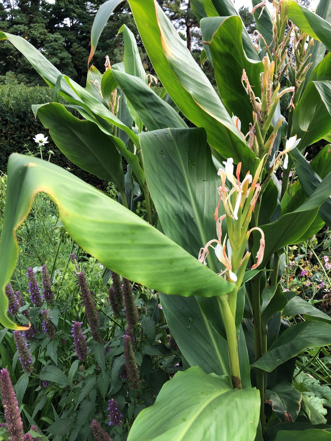 Hedychium spicatum - PictureThis