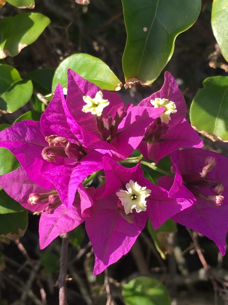 Bunga Kertas (Bougainvillea Glabra) PictureThis, 50% OFF