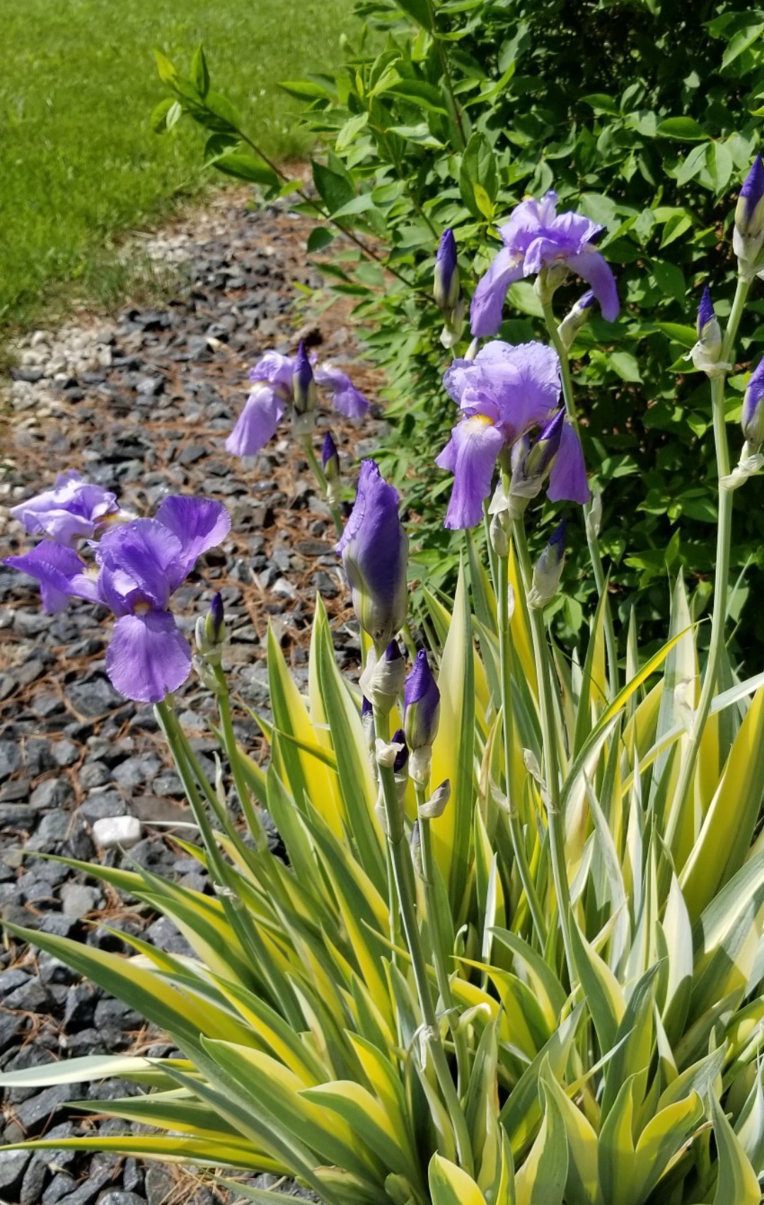 Iris pallida 'Variegata' - PictureThis