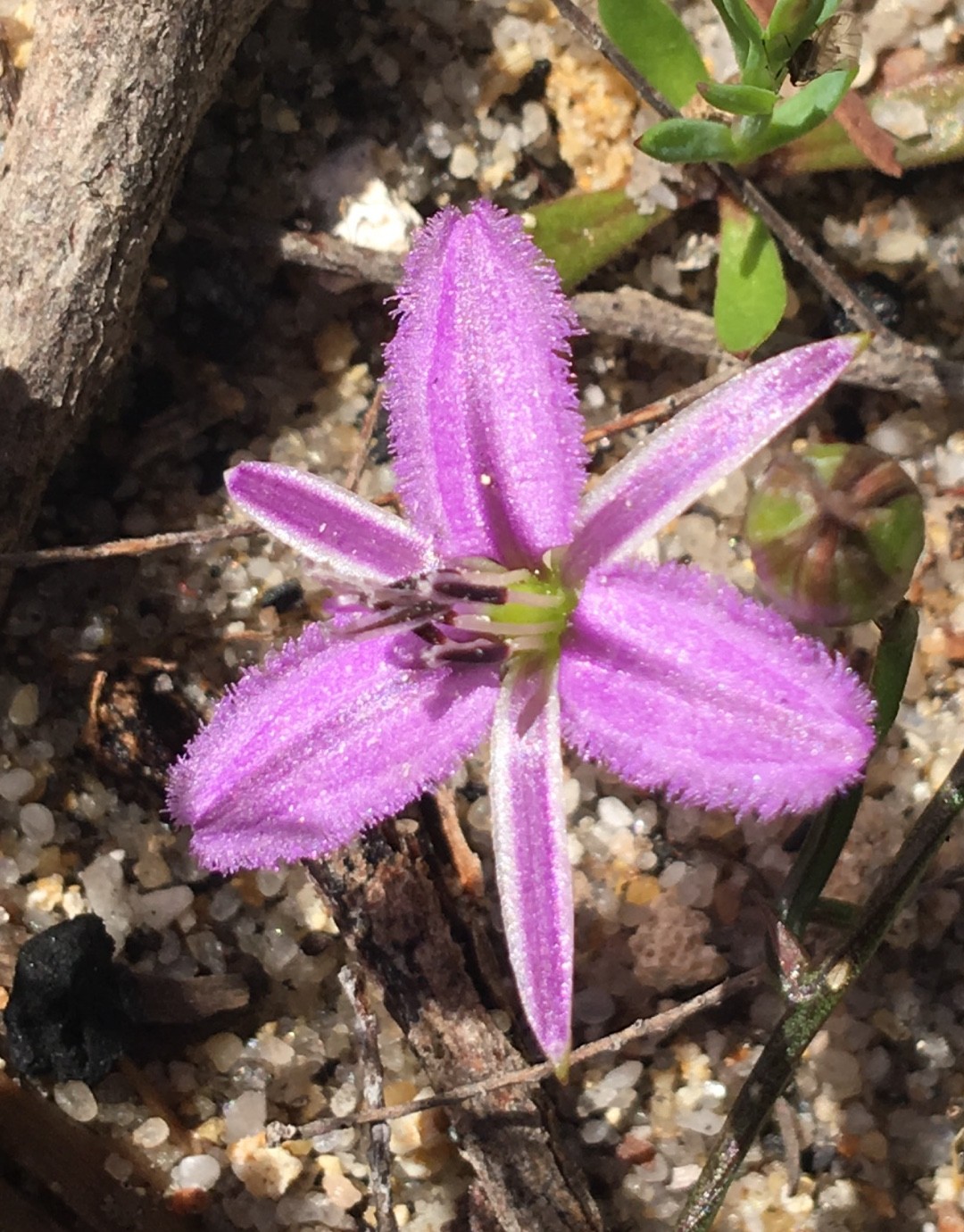 Fringe-lily Care (Watering, Fertilize, Pruning, Propagation) - PictureThis