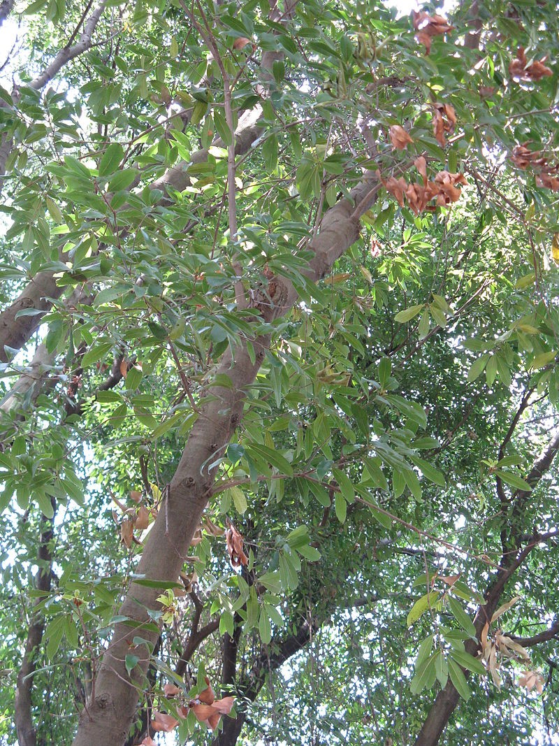 Quercus sessilifolia - PictureThis