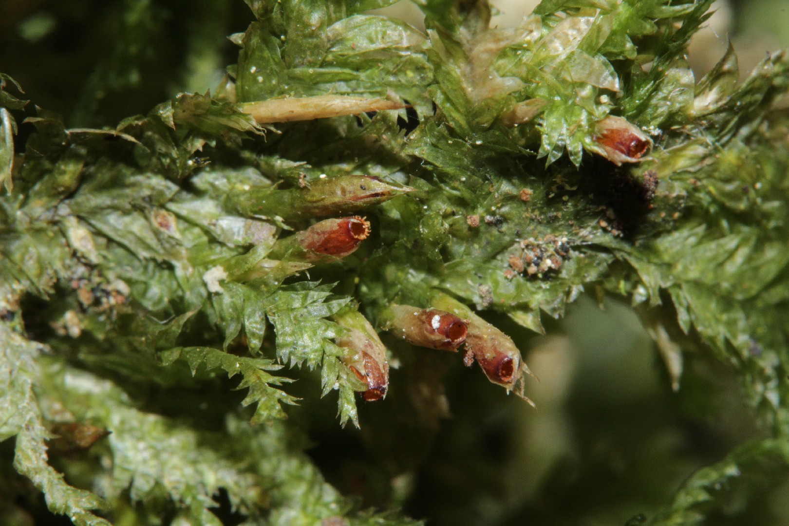 Neckera pennata - PictureThis