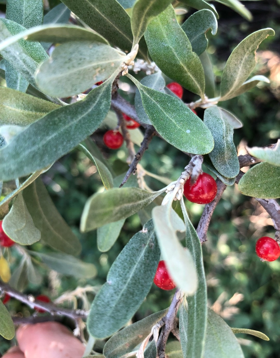 Shepherdia argentea - PictureThis