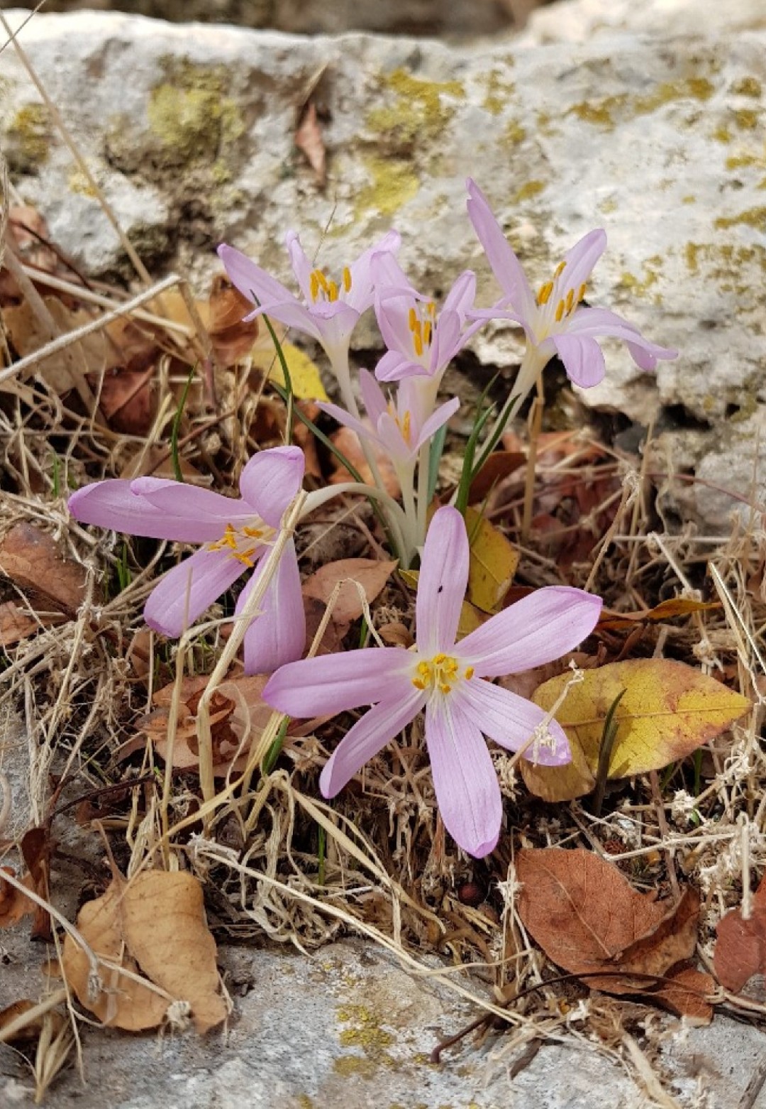 Frühlingslichtblume (Colchicum bulbocodium) - PictureThis