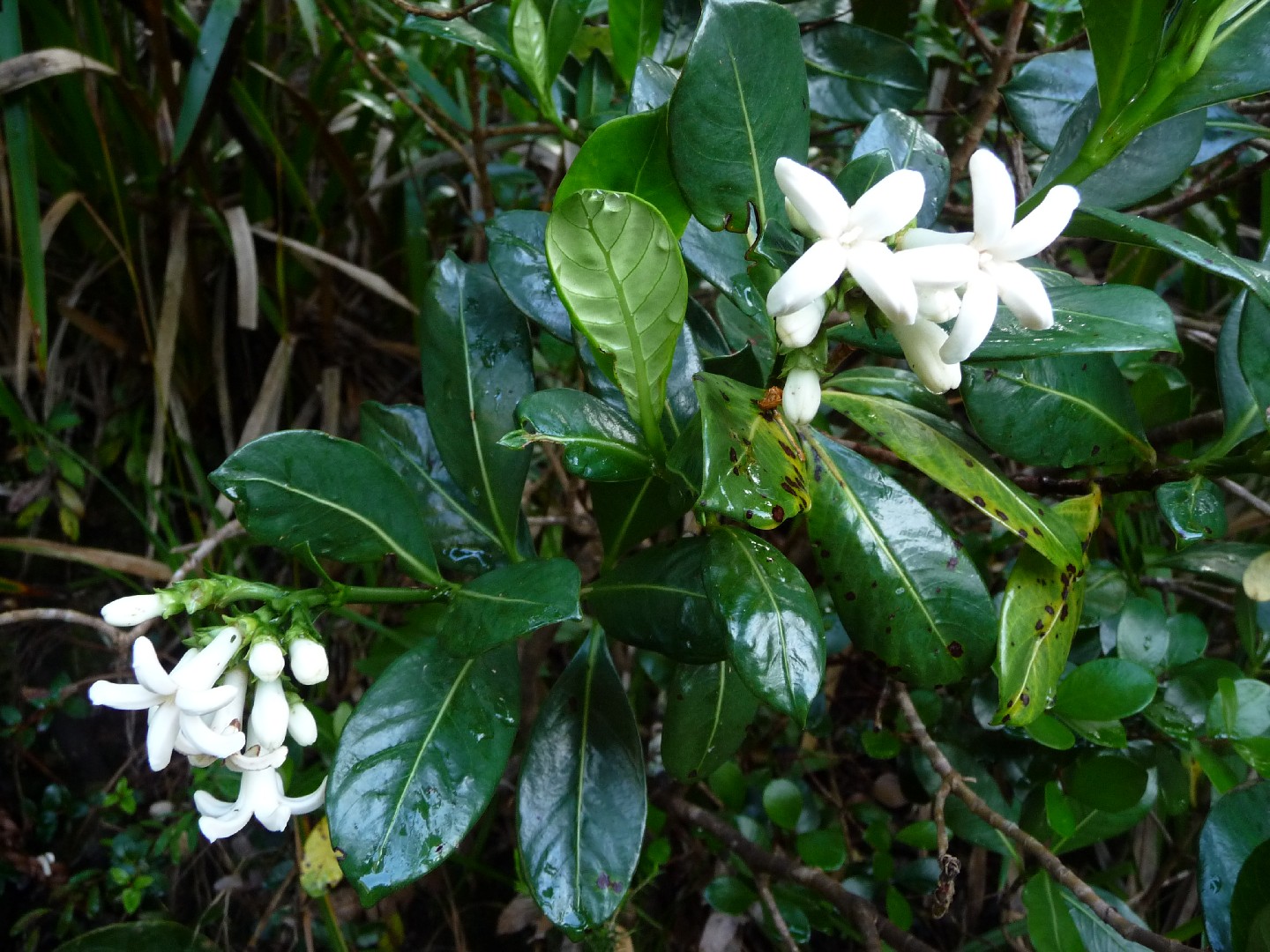 Losto café (Gaertnera vaginata) - PictureThis