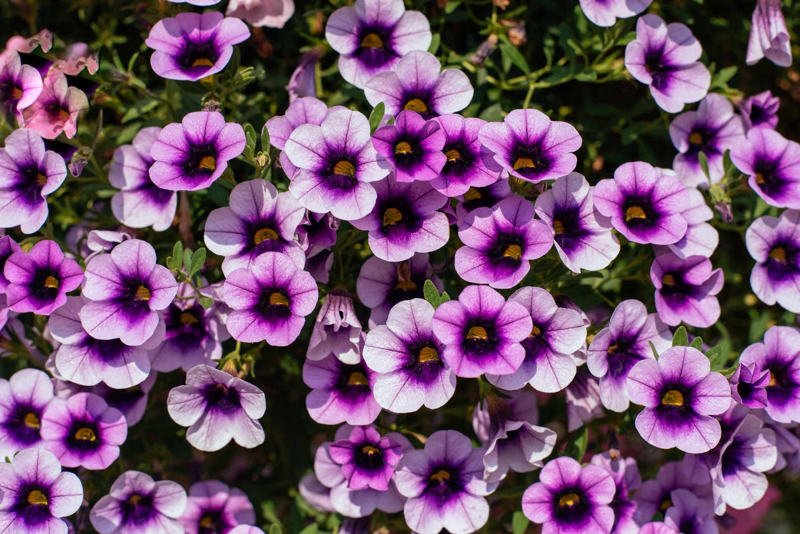 Calibrachoa - PictureThis