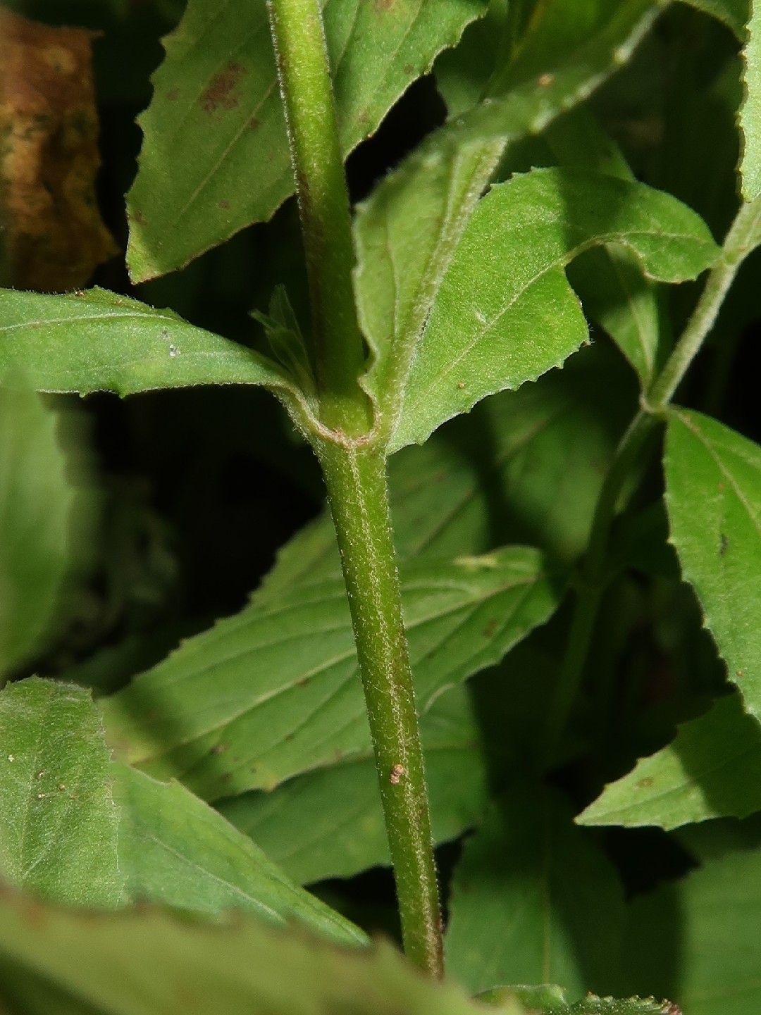 Korean speedwell (Veronica rotunda subsp. rotunda) Flower, Leaf, Care ...