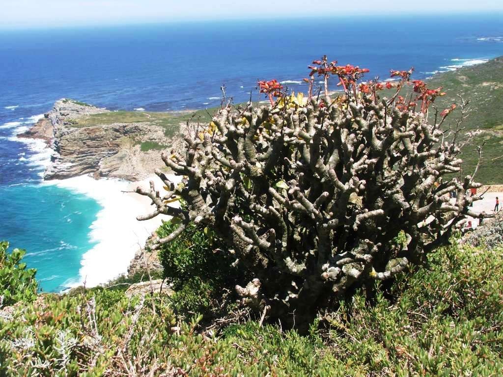 Tylecodon paniculatus - PictureThis