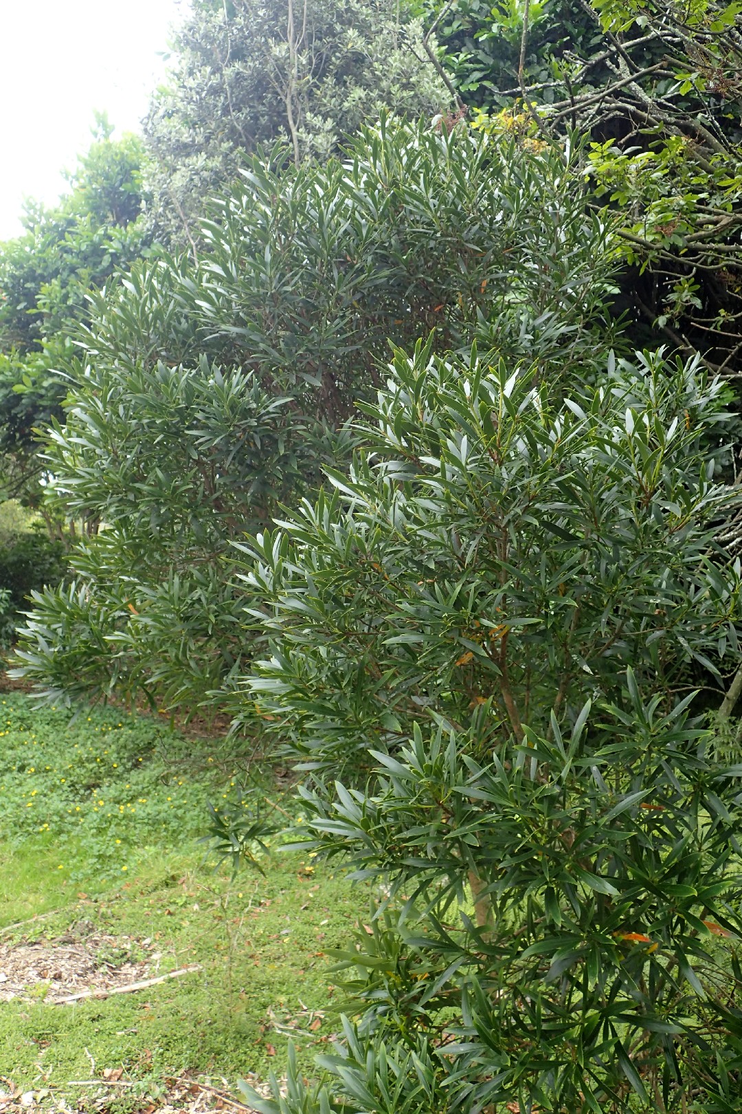 Toru (Toronia toru) Flower, Leaf, Care, Uses - PictureThis