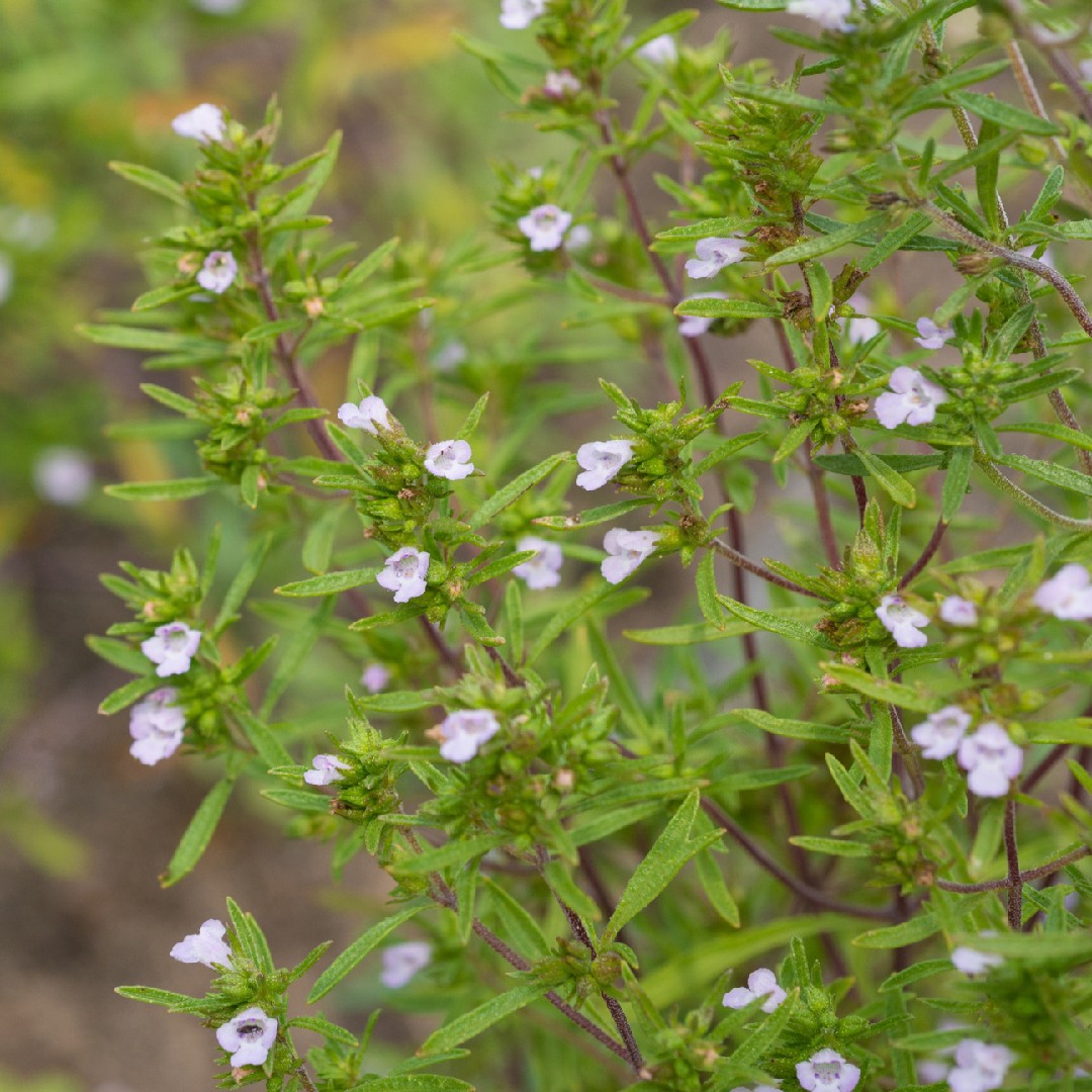 What will happen if Summer savory gets inadequate sunlight? - PictureThis