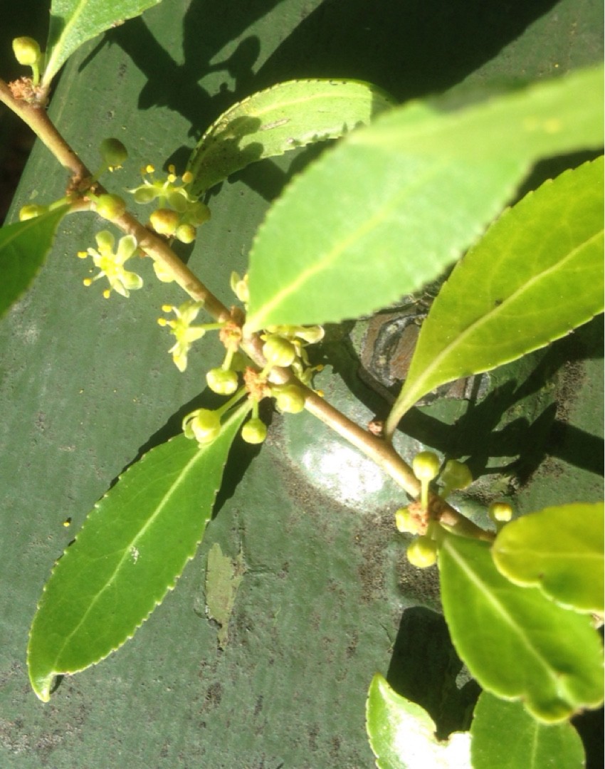 Maytenus boaria - PictureThis