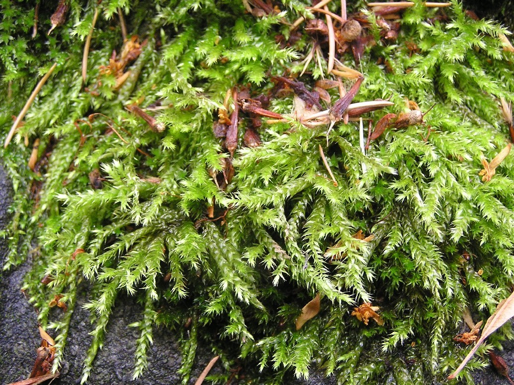 Brachythecium rutabulum - PictureThis