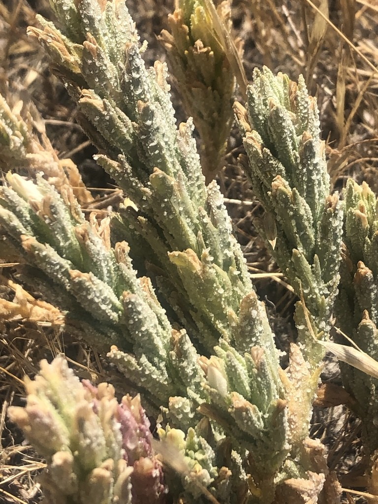 Palmate salty bird's-beak (Chloropyron palmatum) Flower, Leaf, Care ...