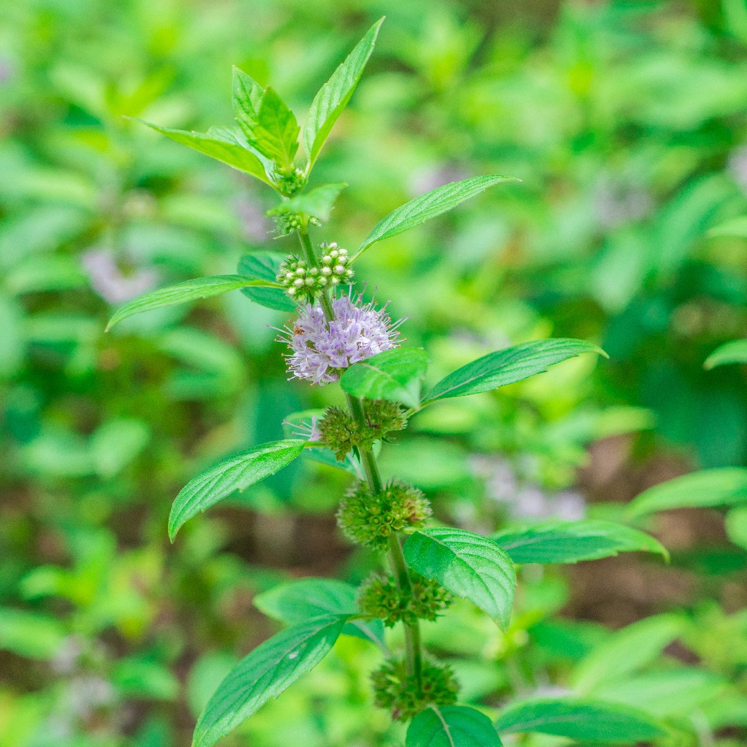 Mentas (Mentha) - PictureThis