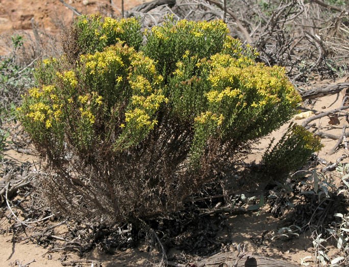 Sawtooth goldenbush (Hazardia squarrosa) Flower, Leaf, Care, Uses ...