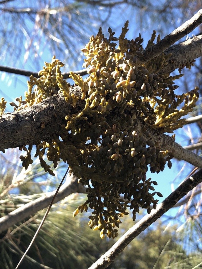 Western dwarf mistletoe (Arceuthobium campylopodum) Flower, Leaf, Care ...