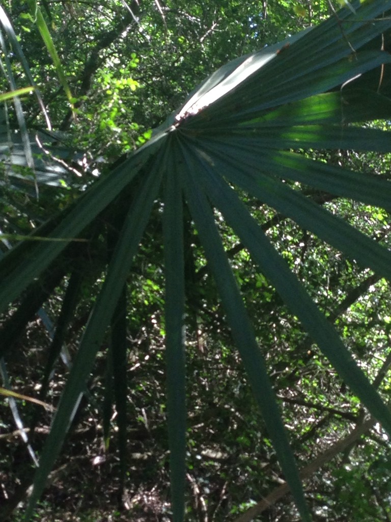 Palm (Arecaceae) Flower, Leaf, Care, Uses - PictureThis