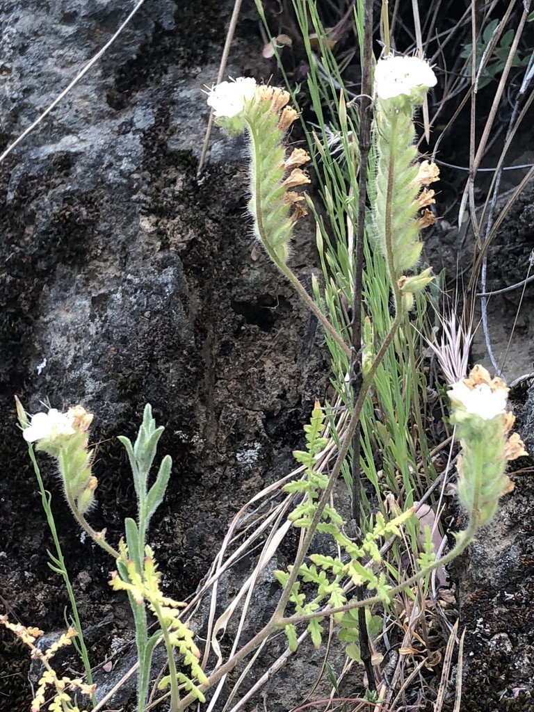 Phacelia distans - PictureThis