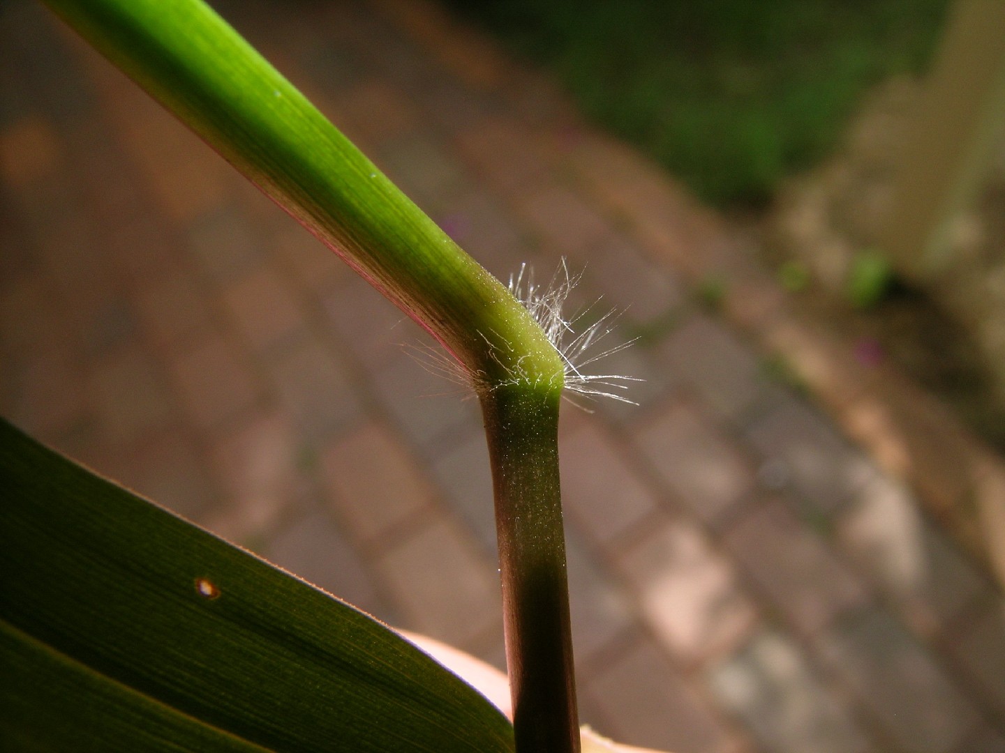 T-grass (Paspalum conjugatum) Flower, Leaf, Care, Uses - PictureThis
