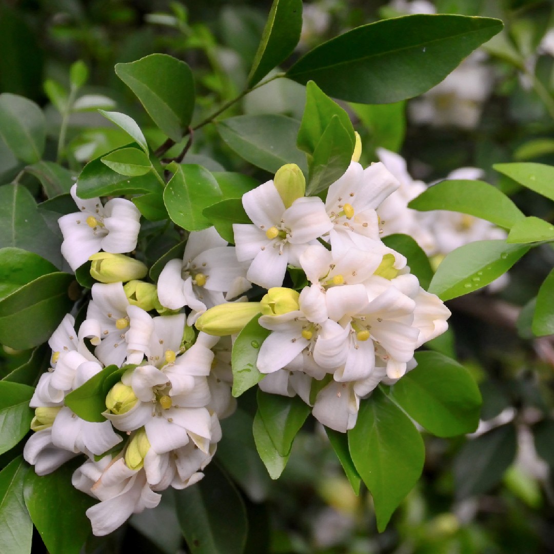 Murraya Flower, Leaf, Care, Uses - PictureThis