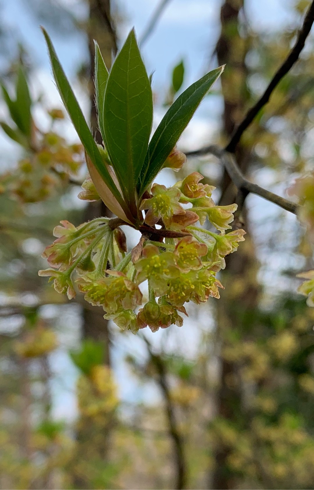 Lindera - PictureThis