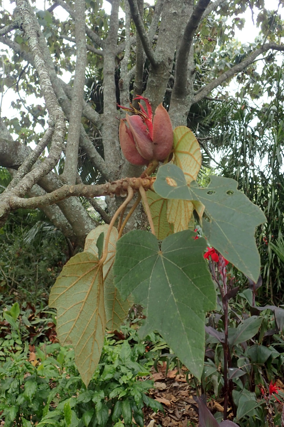 Árbol de manitas (Chiranthodendron pentadactylon) - PictureThis