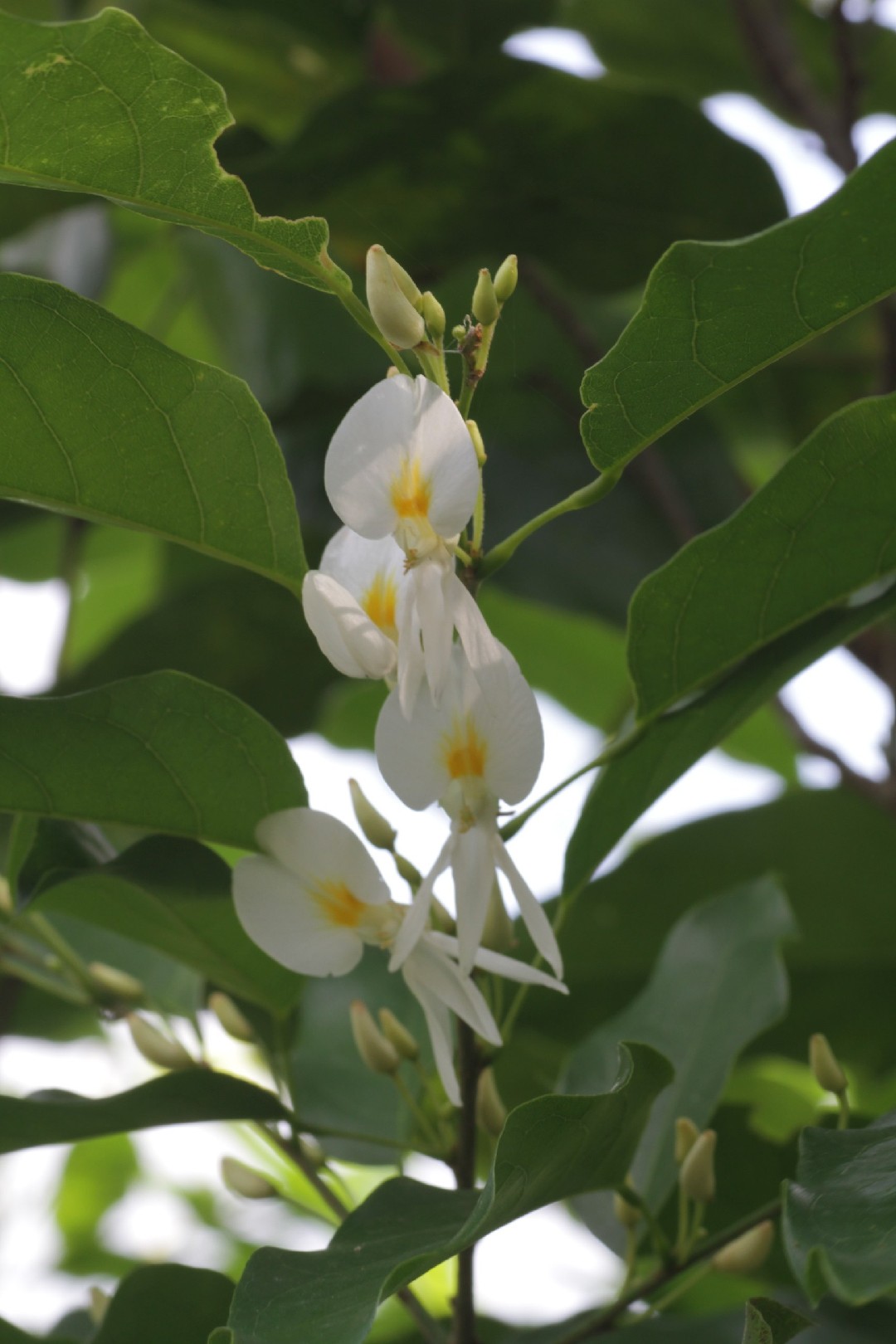 Baphia nitida - PictureThis