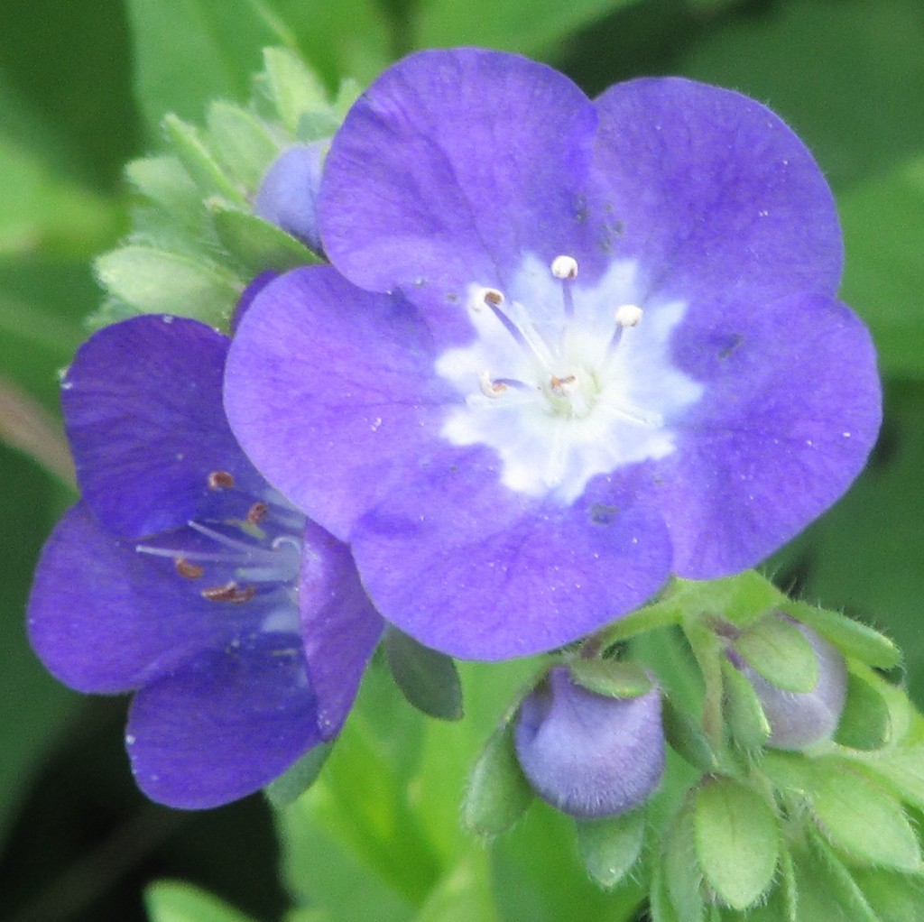 Phacelia patuliflora - PictureThis
