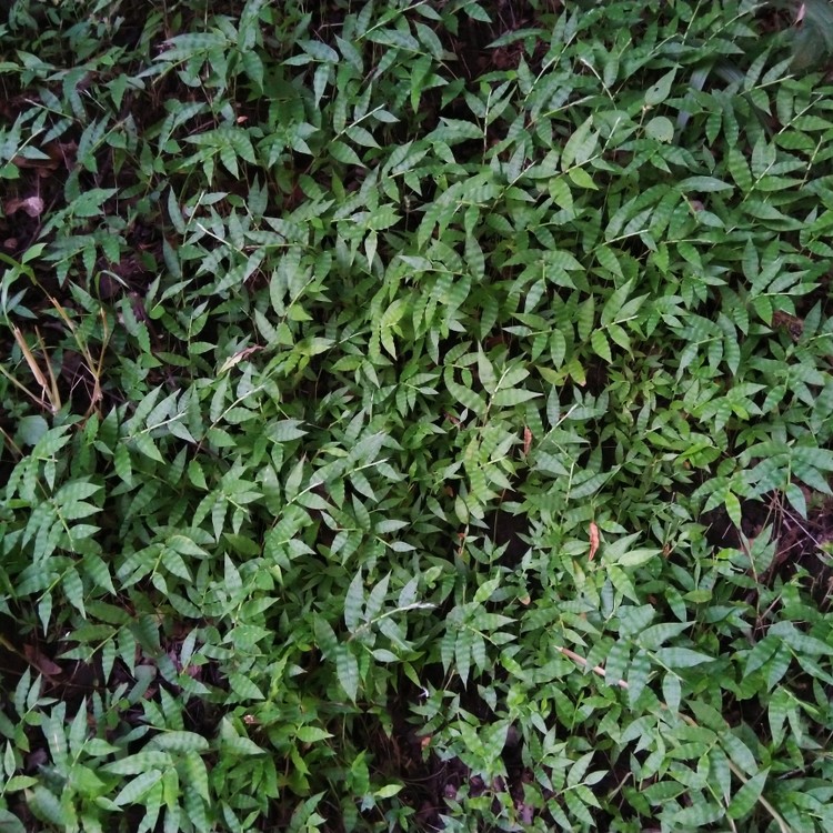 basket grass Care (Watering, Fertilize, Pruning, Propagation) - PictureThis