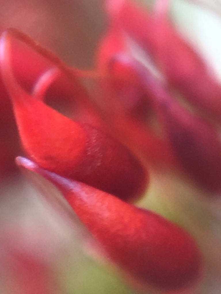 Bryaceae Flower, Leaf, Care, Uses - PictureThis