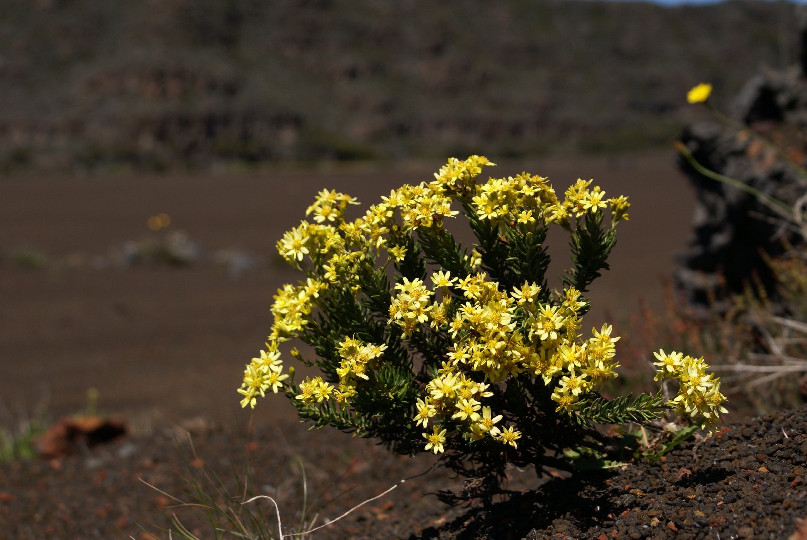 Hubertia - PictureThis