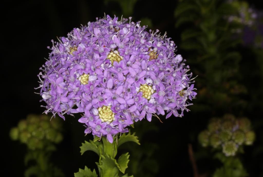 Pseudoselago serrata - PictureThis