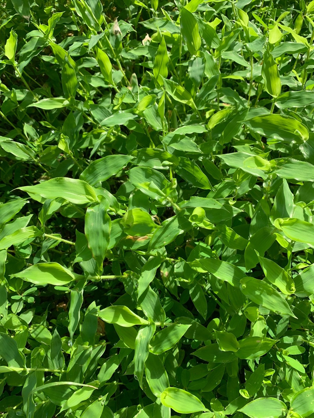 Arthraxon hispidus - PictureThis