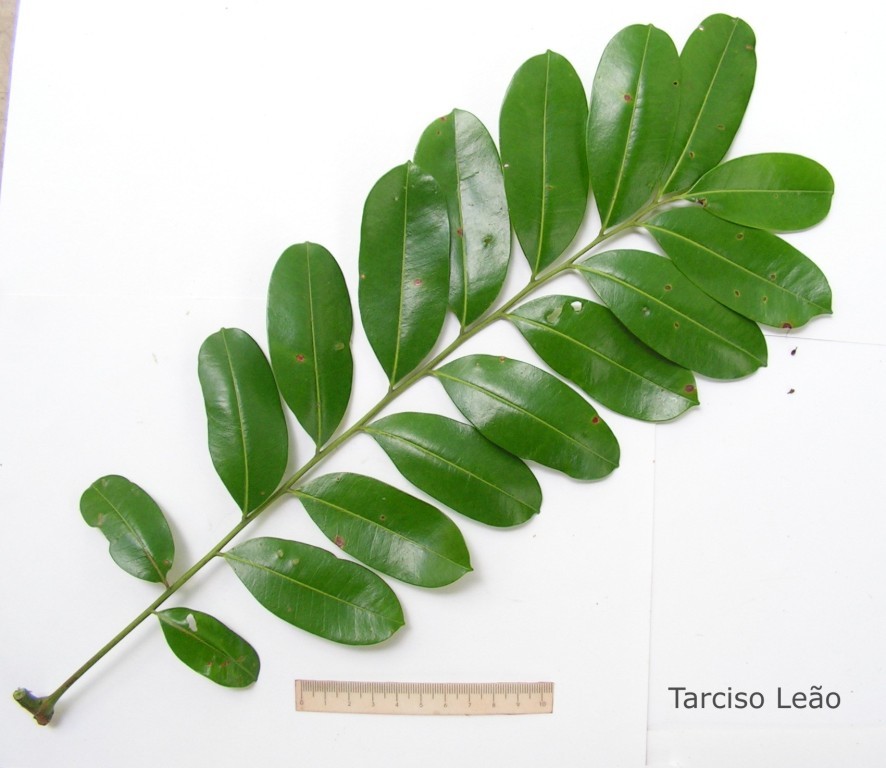 Simarouba amara - PictureThis