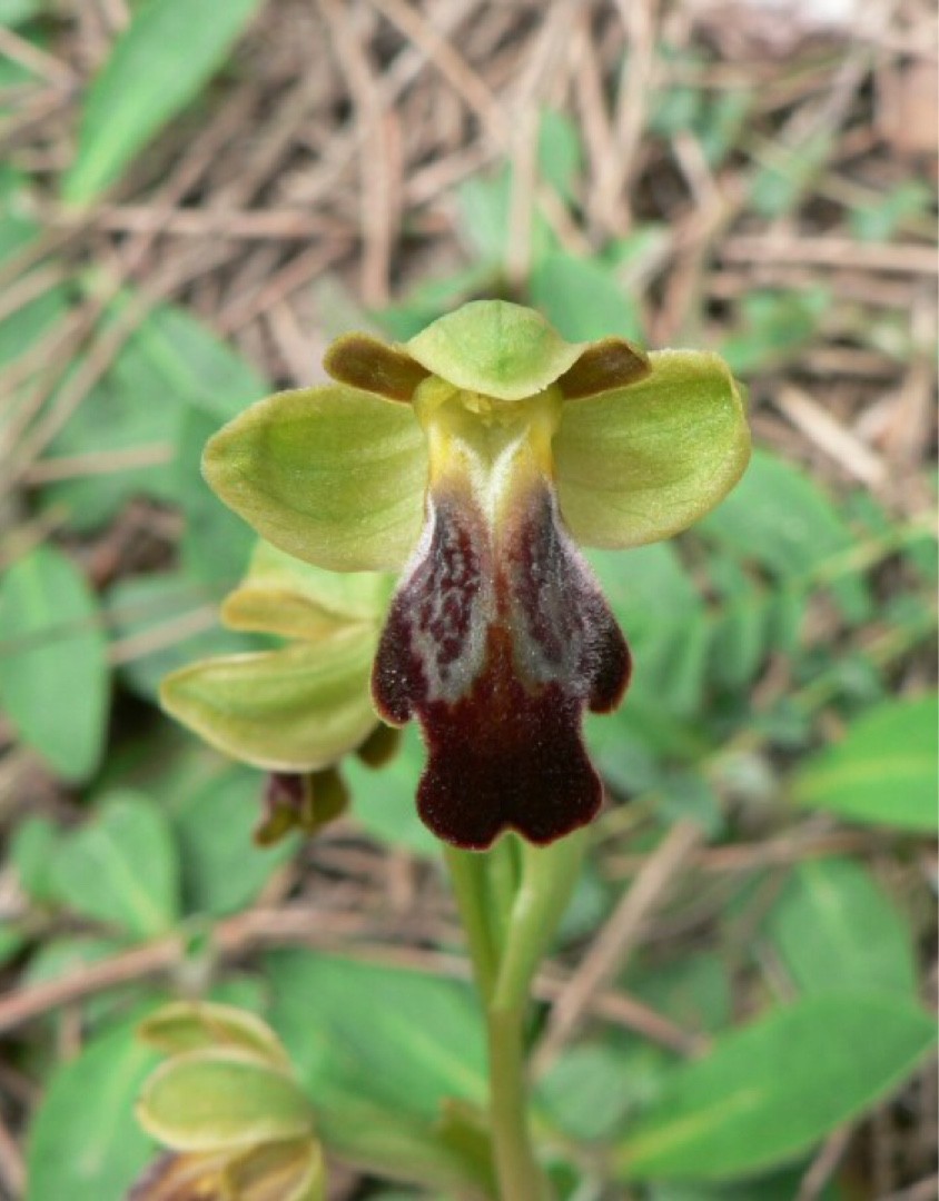 Ophrys brun (Ophrys fusca) - PictureThis