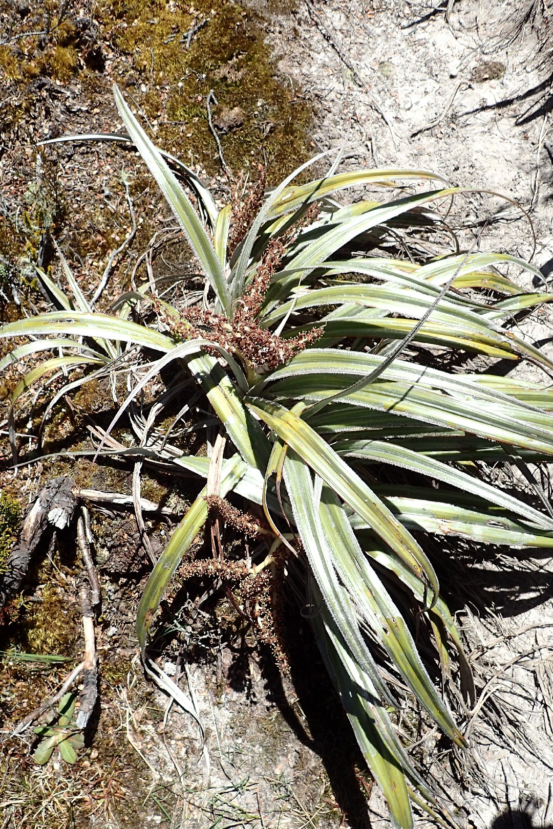 How to Plant and Grow Bush flax(Astelia nervosa)