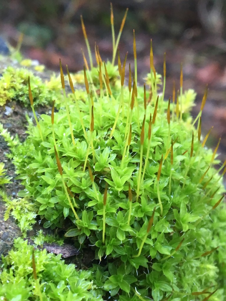 Syntrichia Flower, Leaf, Care, Uses - PictureThis