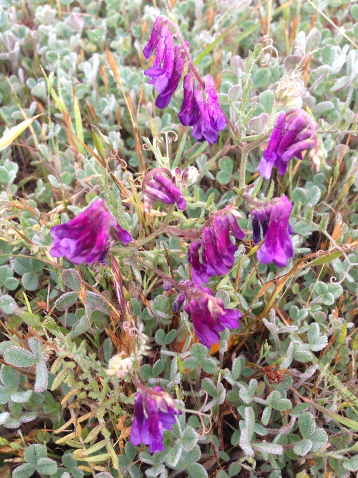 Vetches (Vicia) Flower, Leaf, Care, Uses - PictureThis