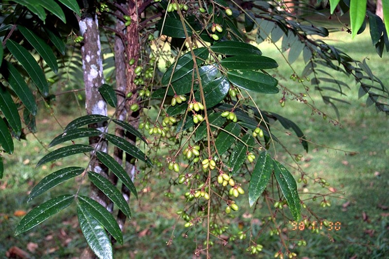 Eurycoma longifolia - PictureThis