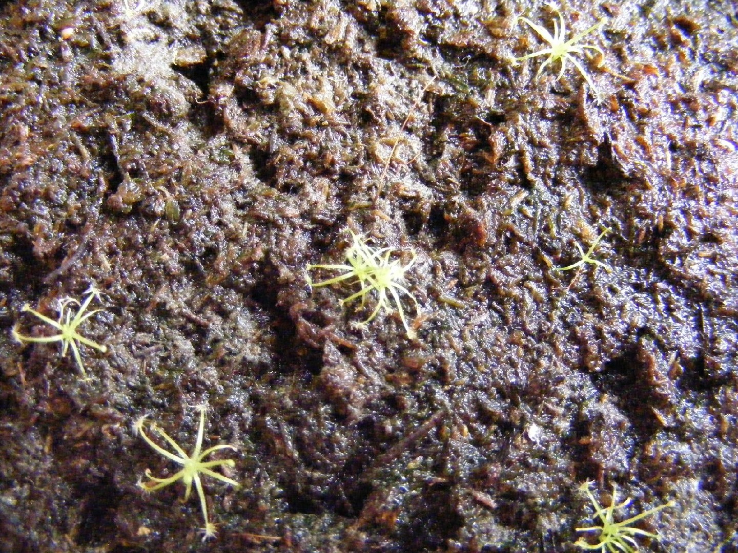 Drosera pygmaea - PictureThis