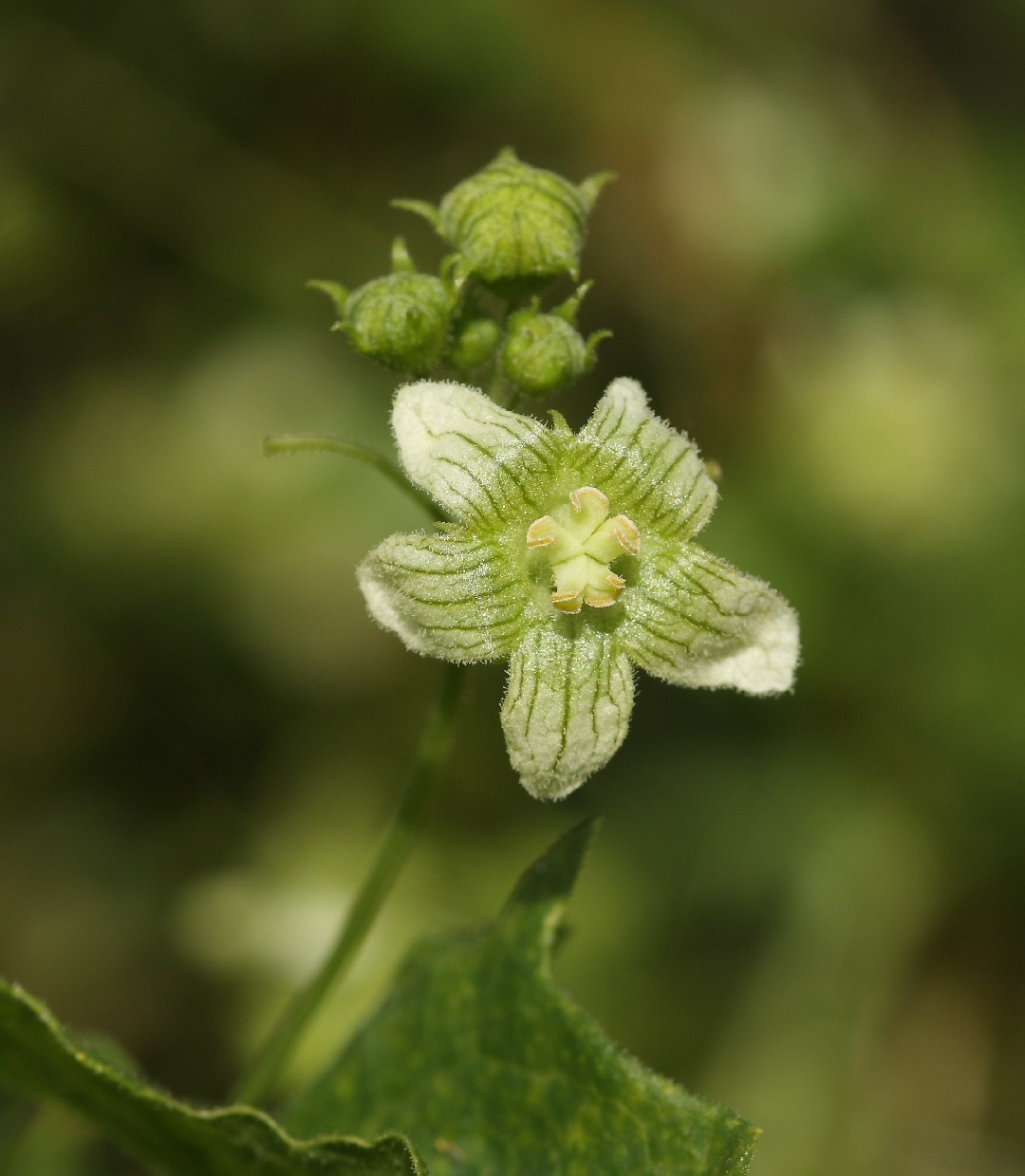 Cretan bryony (Bryonia cretica) Flower, Leaf, Care, Uses - PictureThis