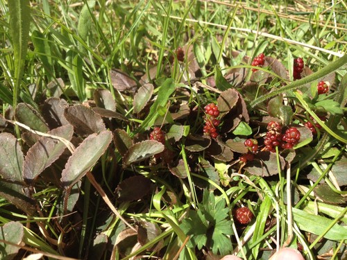 Gunnera prorepens - PictureThis