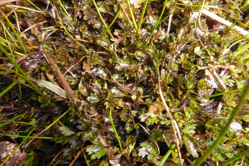 Ranunculus carsei Flower, Leaf, Care, Uses - PictureThis