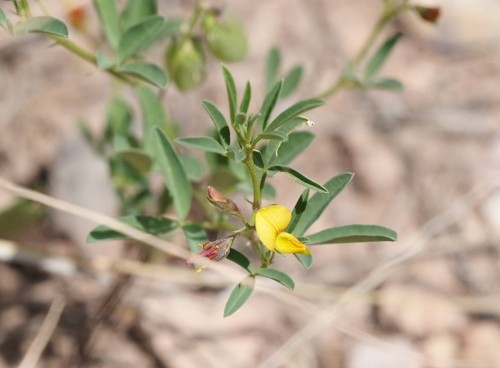 Low rattlebox (Crotalaria pumila) Flower, Leaf, Care, Uses - PictureThis