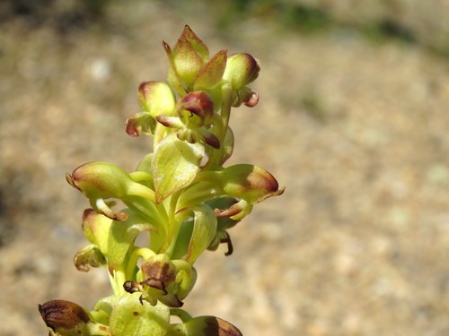 Satyrium odorum - PictureThis
