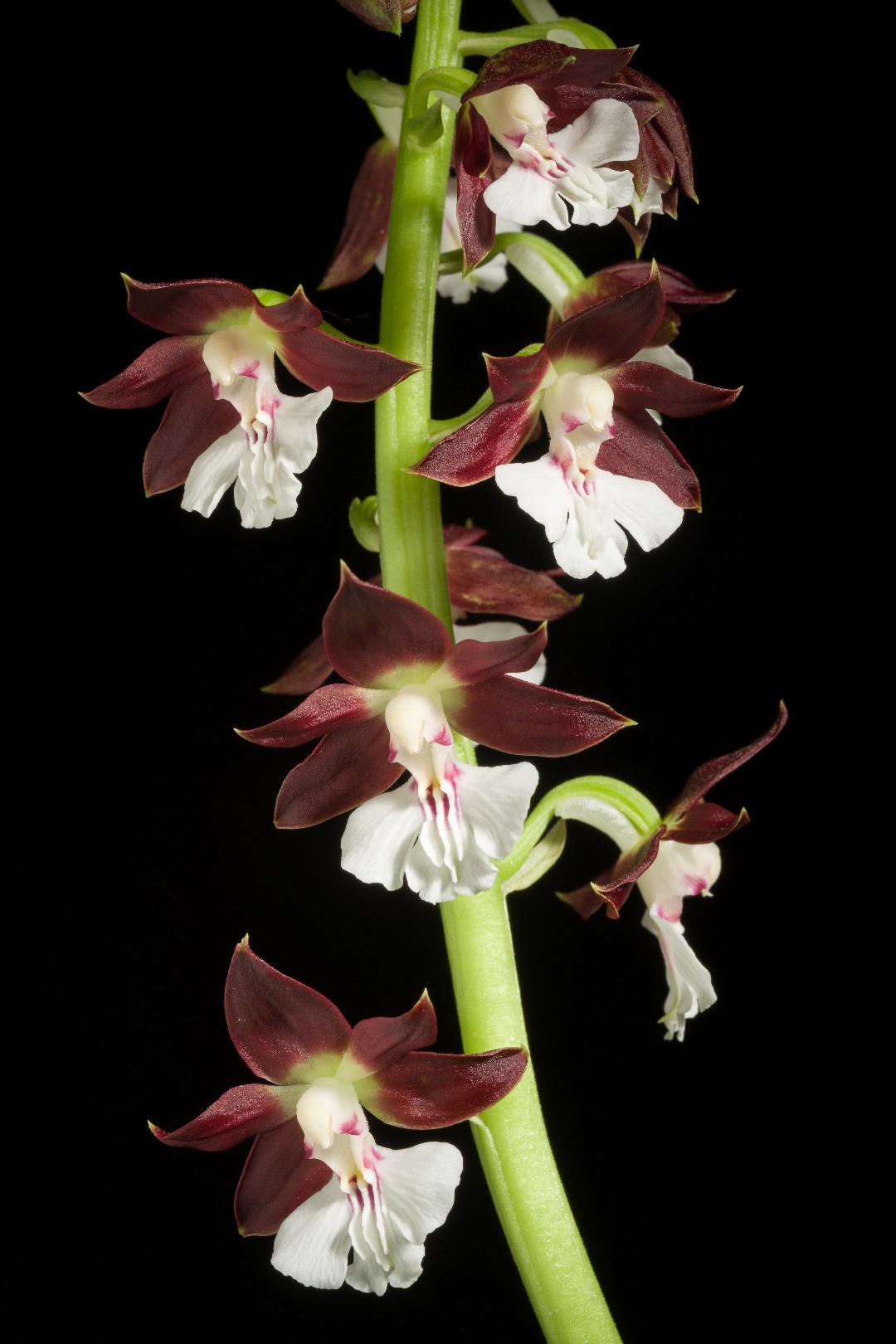 Calanthe aristulifera - PictureThis