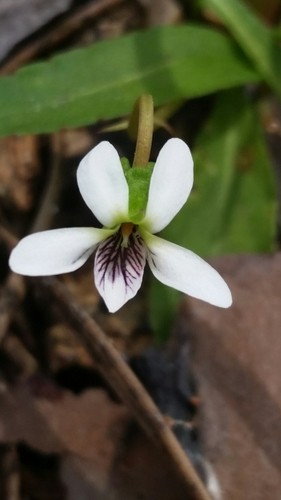 How to identify Bog white violet (Viola lanceolata)