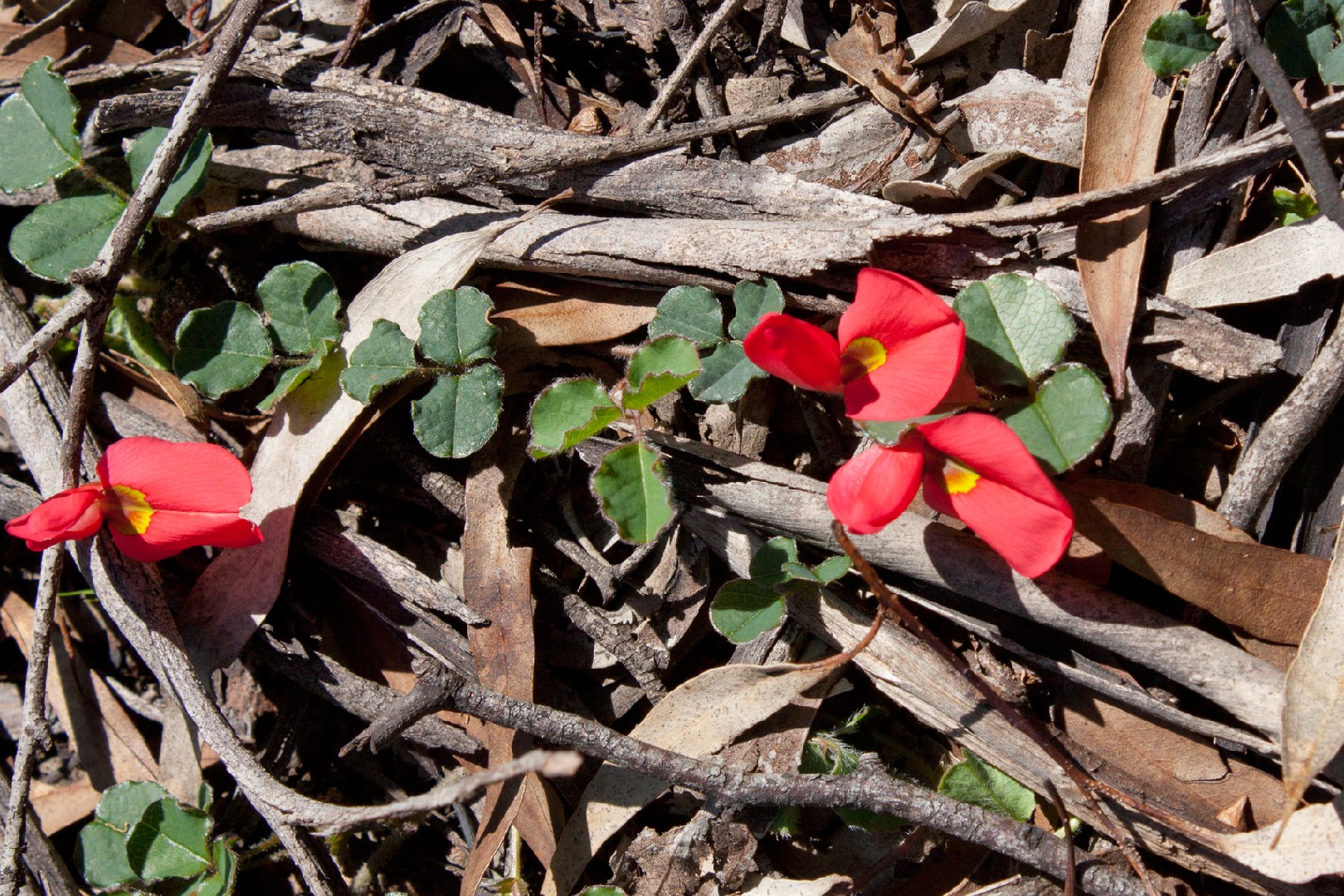 Kennedia prostrata - PictureThis