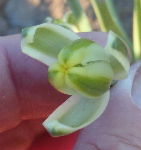 Albuca setosa - PictureThis