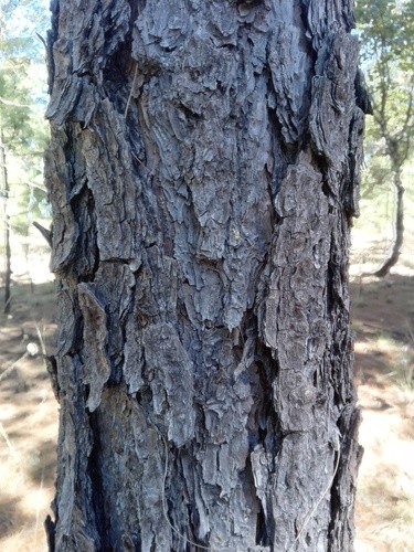 Pinus teocote - PictureThis